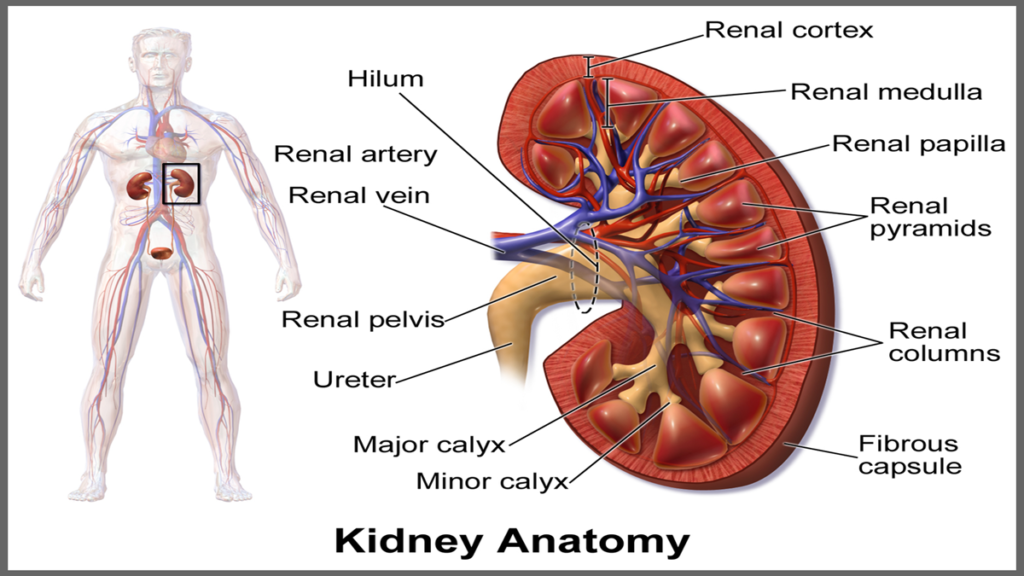 Biology Quiz Questions and Answers for Class 10 with Answers